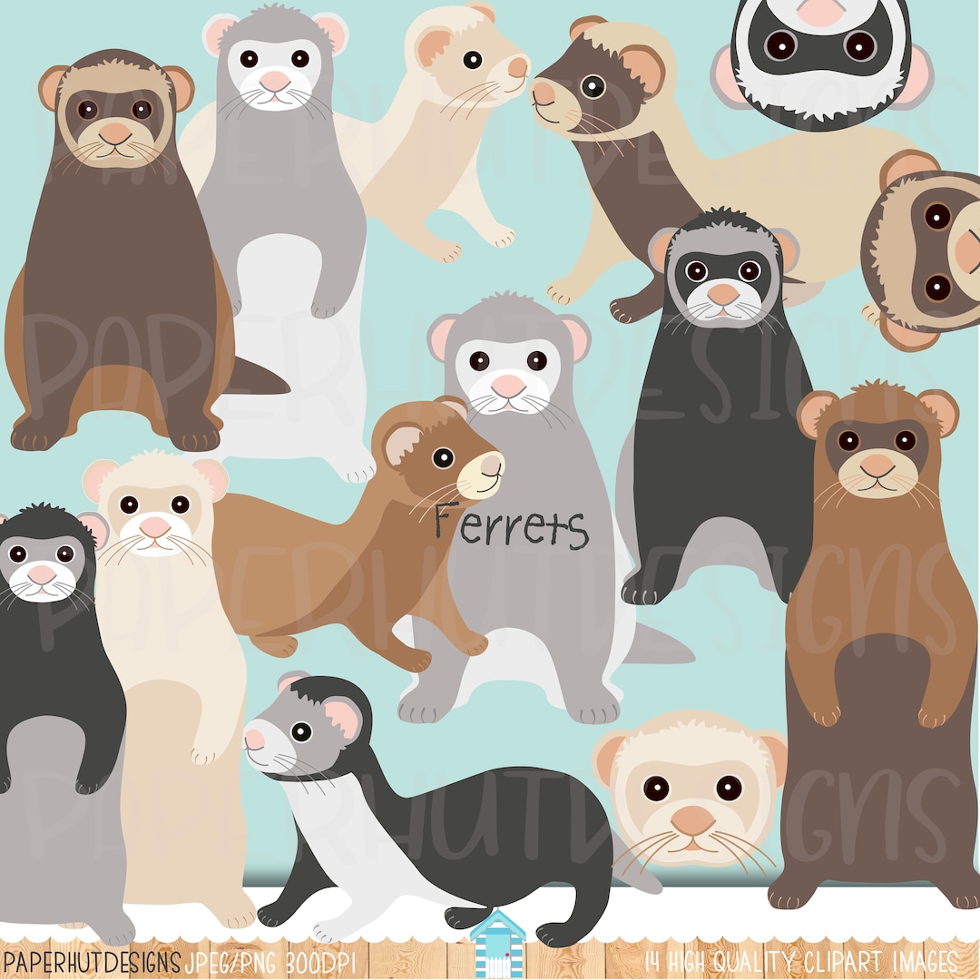 Ferret Clipart|ferret Clip Art|cute Ferret Faces|ferret Heads|ferret ...
