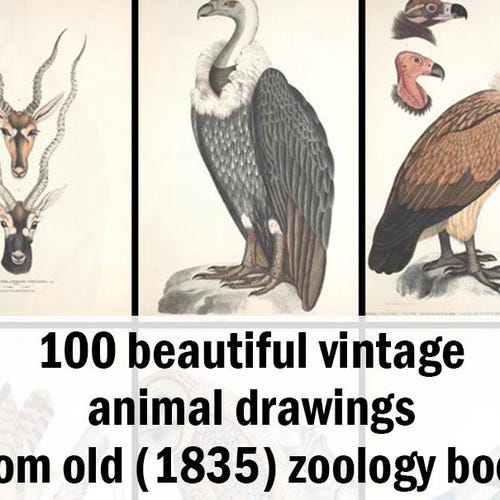 100 Beautiful Vintage Animal Drawings From Old 1835 Zoology - Etsy