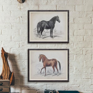 29 Large Antique Vintage Drawings of Horses From 1841- Equus - Equidae ...