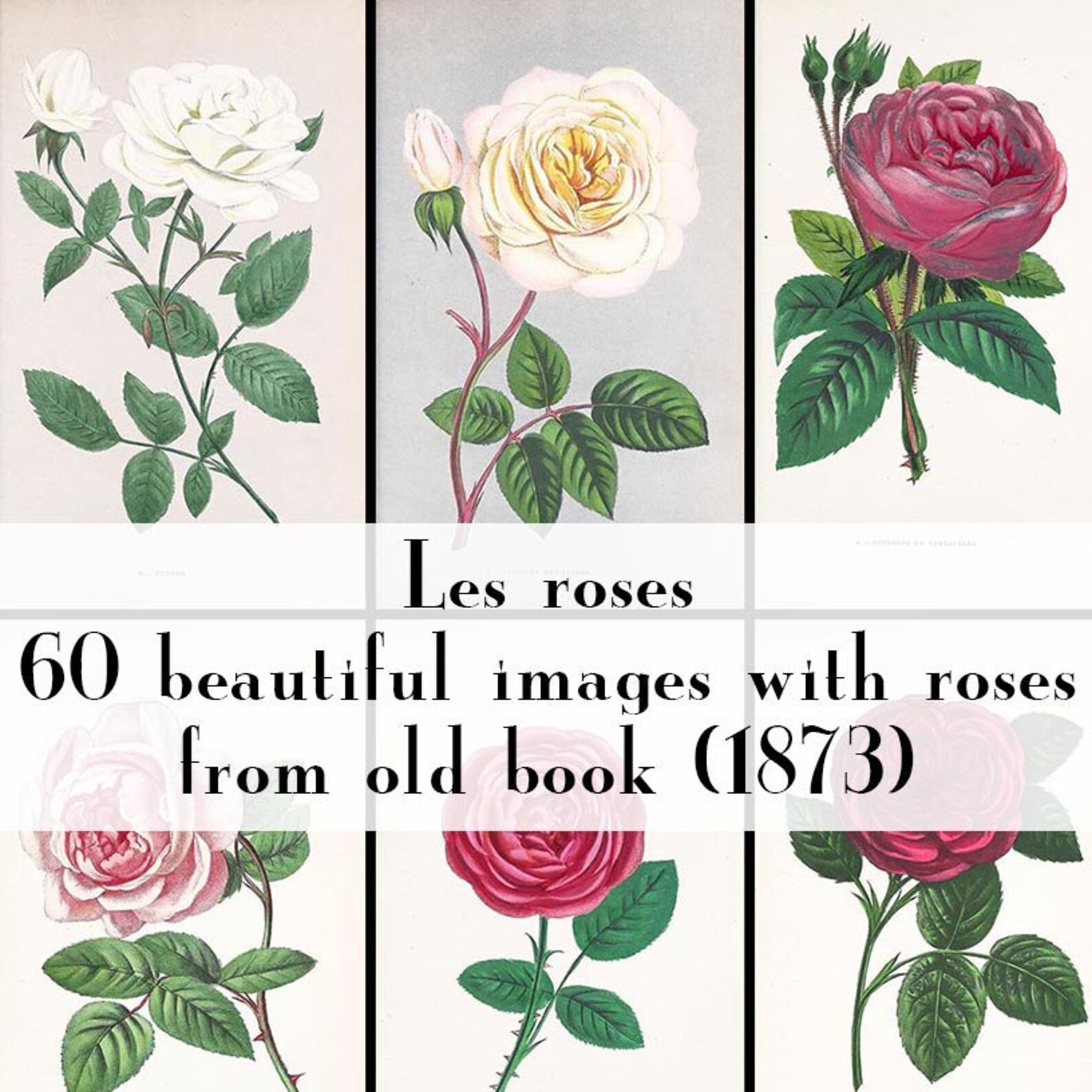60 Stunningly Beautiful Drawings of Roses, From an Old French Book ...