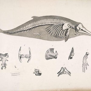 55 Vintage Illustrations of Comparative Osteology, Animal Skulls and ...