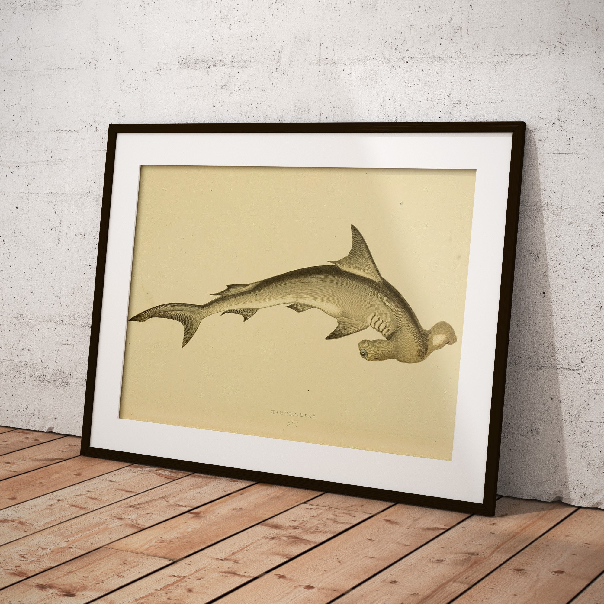 A Total of 48 Different Beautiful Drawings of Sharks From - Etsy