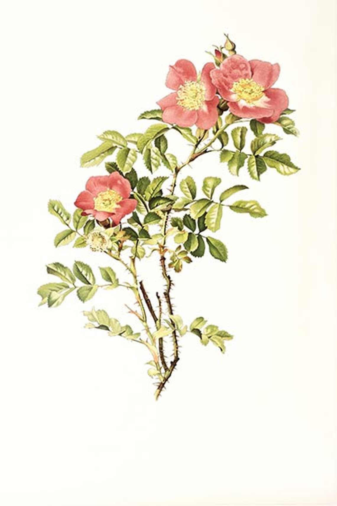 Large Set of 131 Beautiful Vintage Roses Ready for Use in Your | Etsy