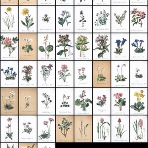 100 Fantastic Alpine Flora Botany Images - Vintage Botanical Poster ...