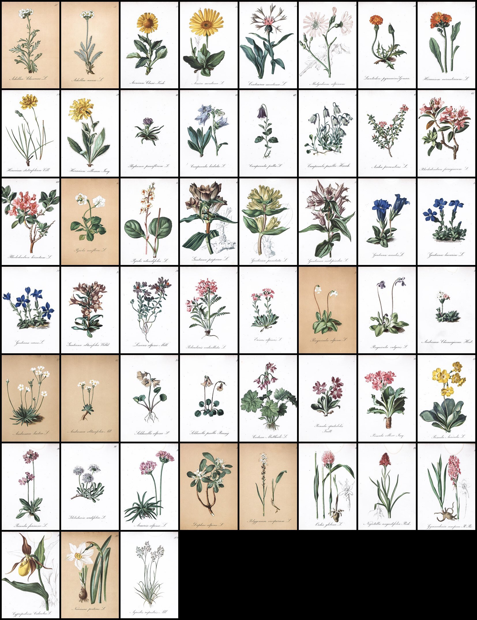 100 Fantastic Alpine Flora Botany Images Vintage Botanical - Etsy