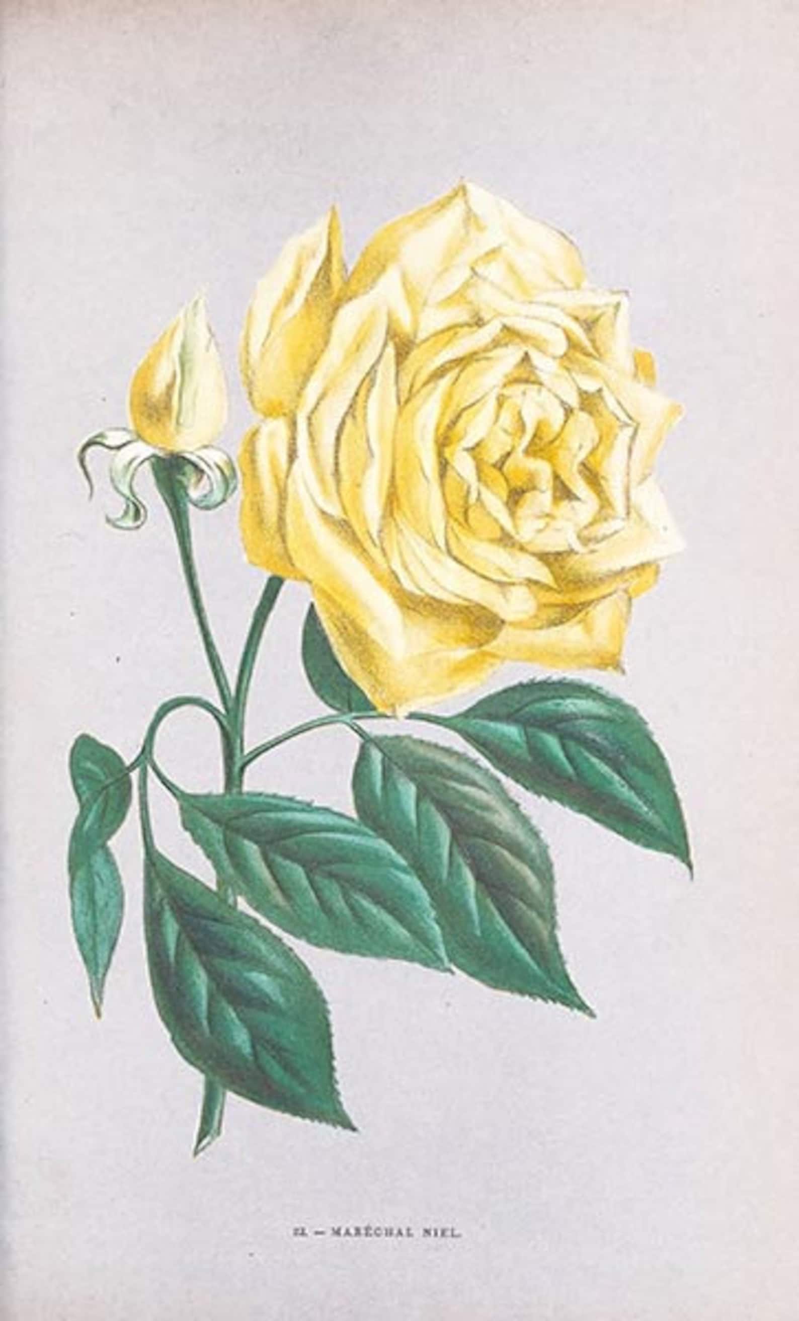 60 Stunningly Beautiful Drawings of Roses, From an Old French Book ...