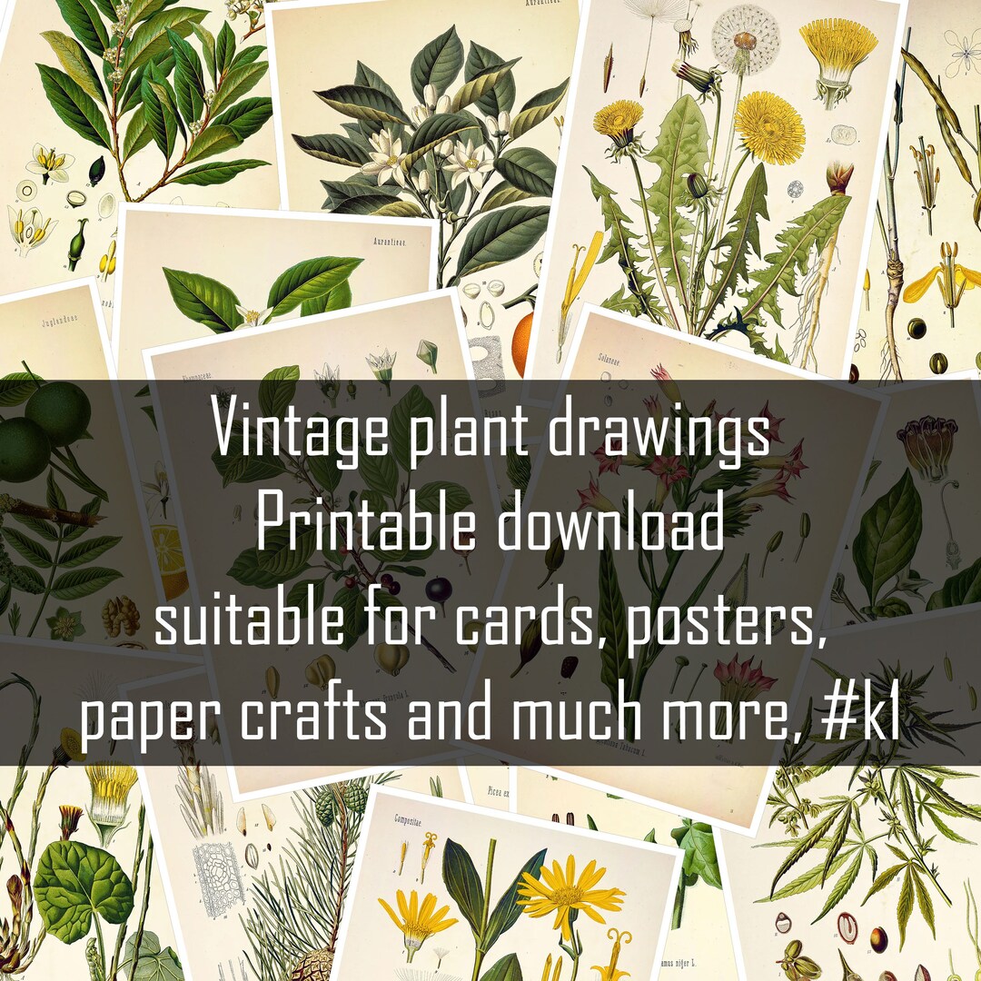Vintage Plant Drawings - Printable Download - Suitable for Cards ...