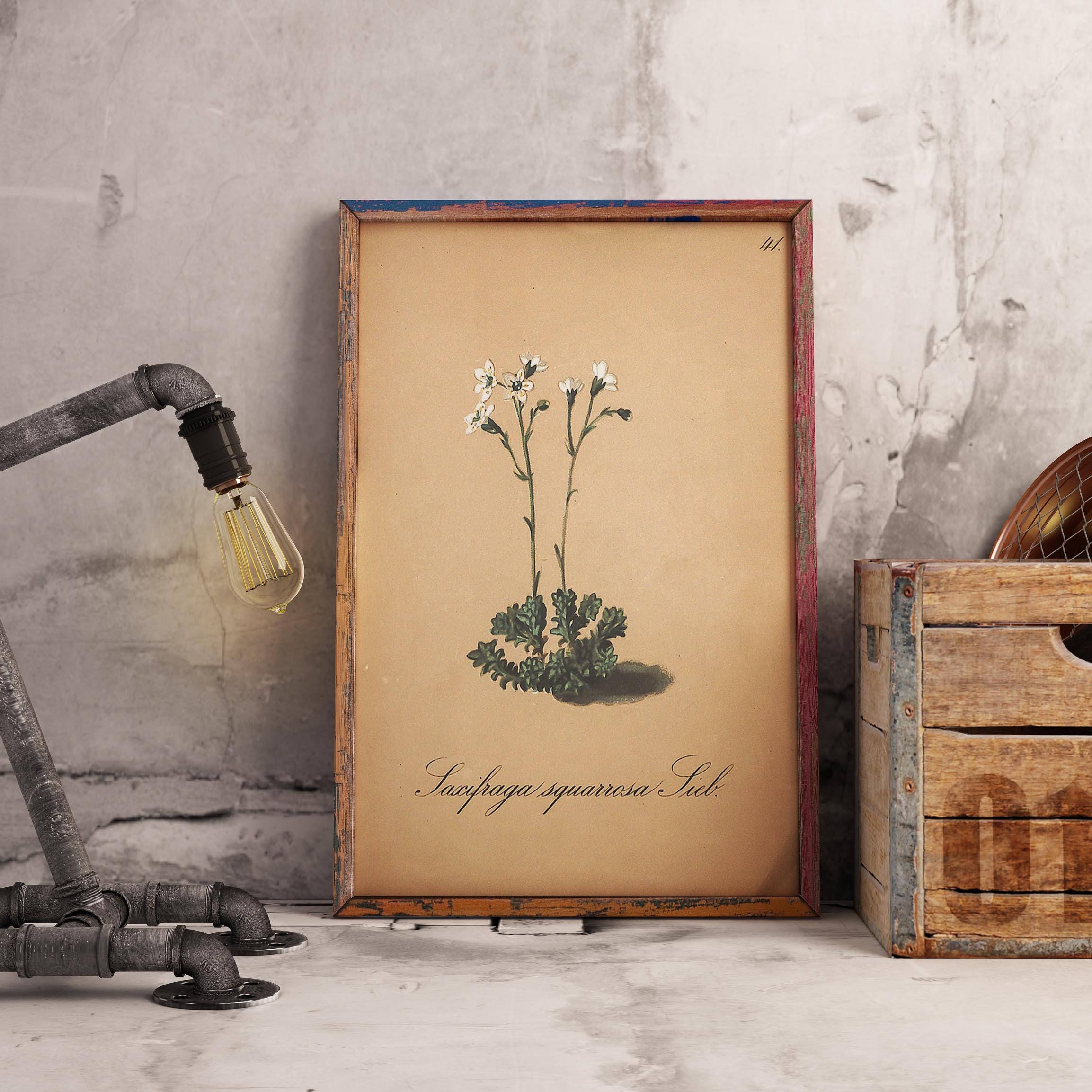 100 Beautiful Alpine Tundra Plant/flower Images - Vintage Botany Poster ...