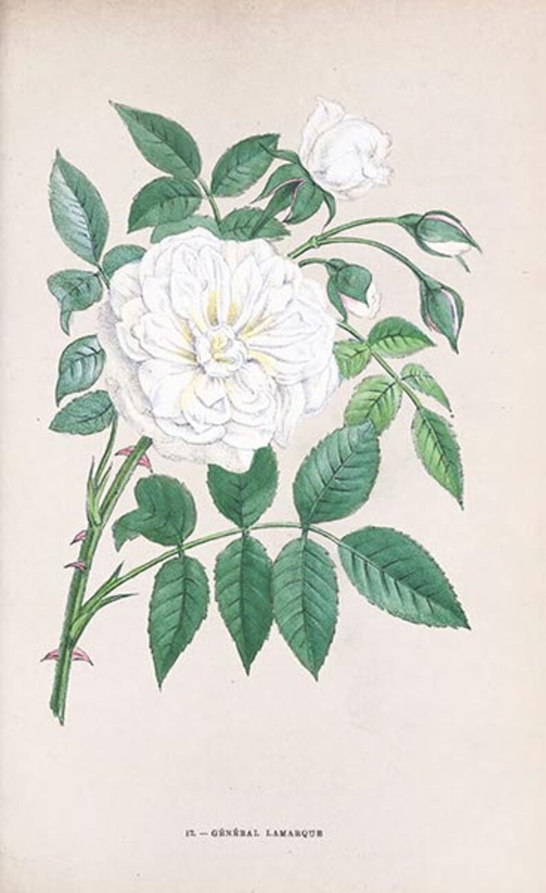 60 Stunningly Beautiful Drawings of Roses, From an Old French Book ...