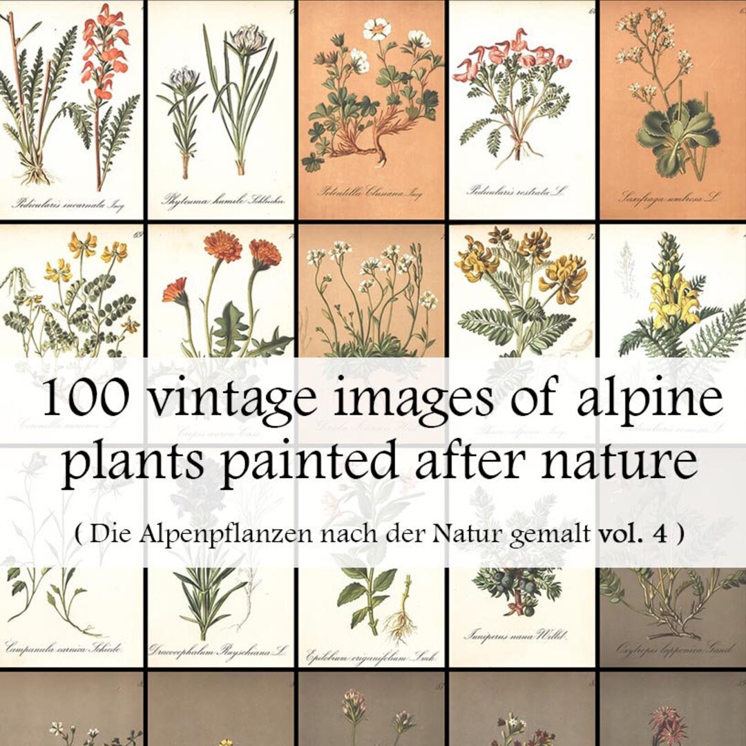 100 Stunning Alpine Botany Illustrations, Vintage Tundra Plant/flower ...