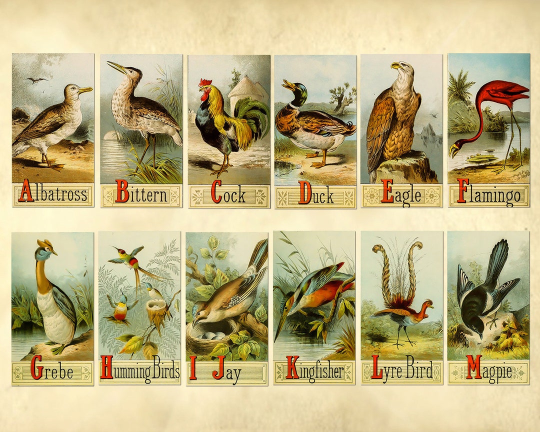 Old Vintage Picture Alphabet of Birds - ABC Cards - School ABC Cards ...