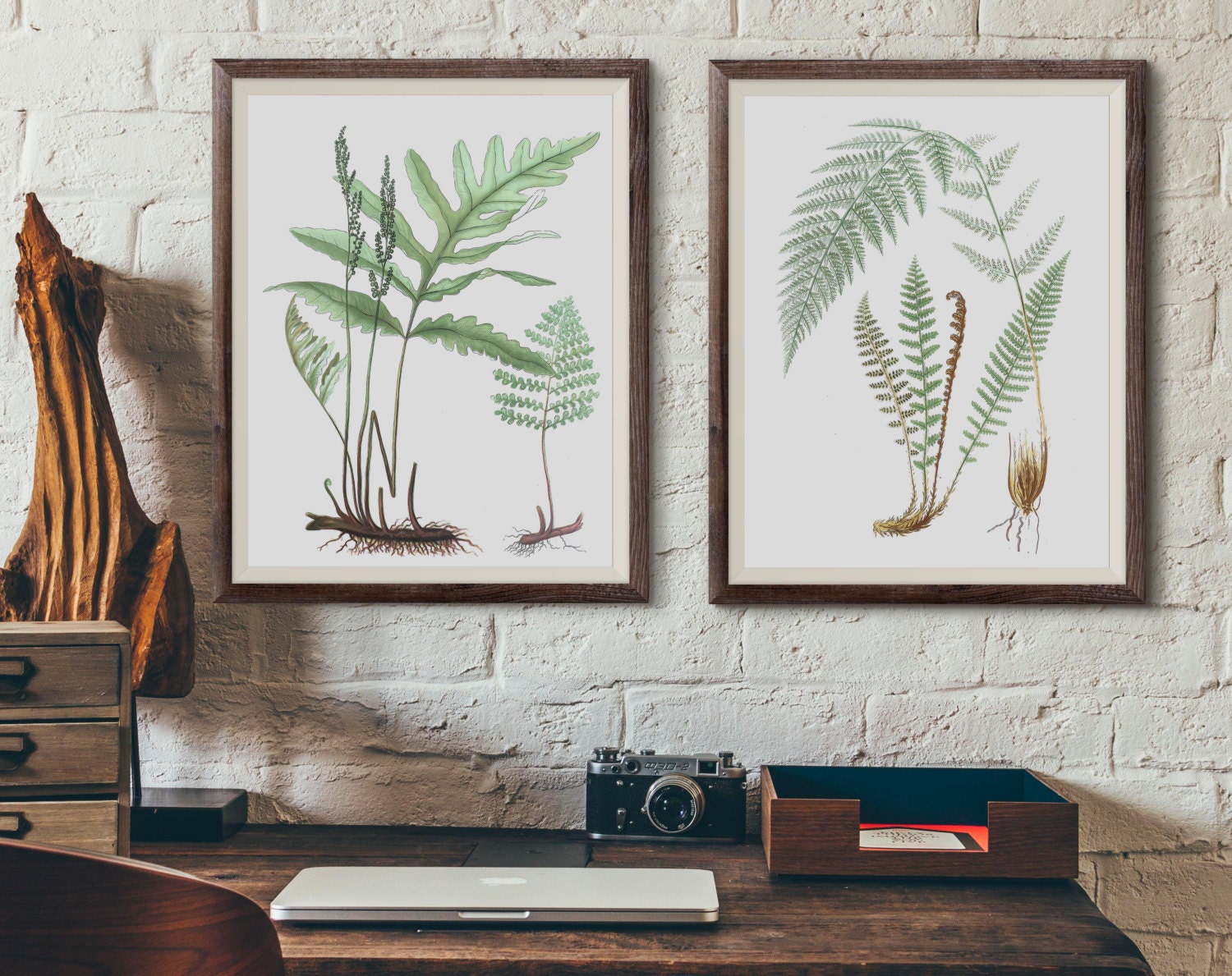14 Water-color Drawings of Beautiful Ferns From Nature High - Etsy