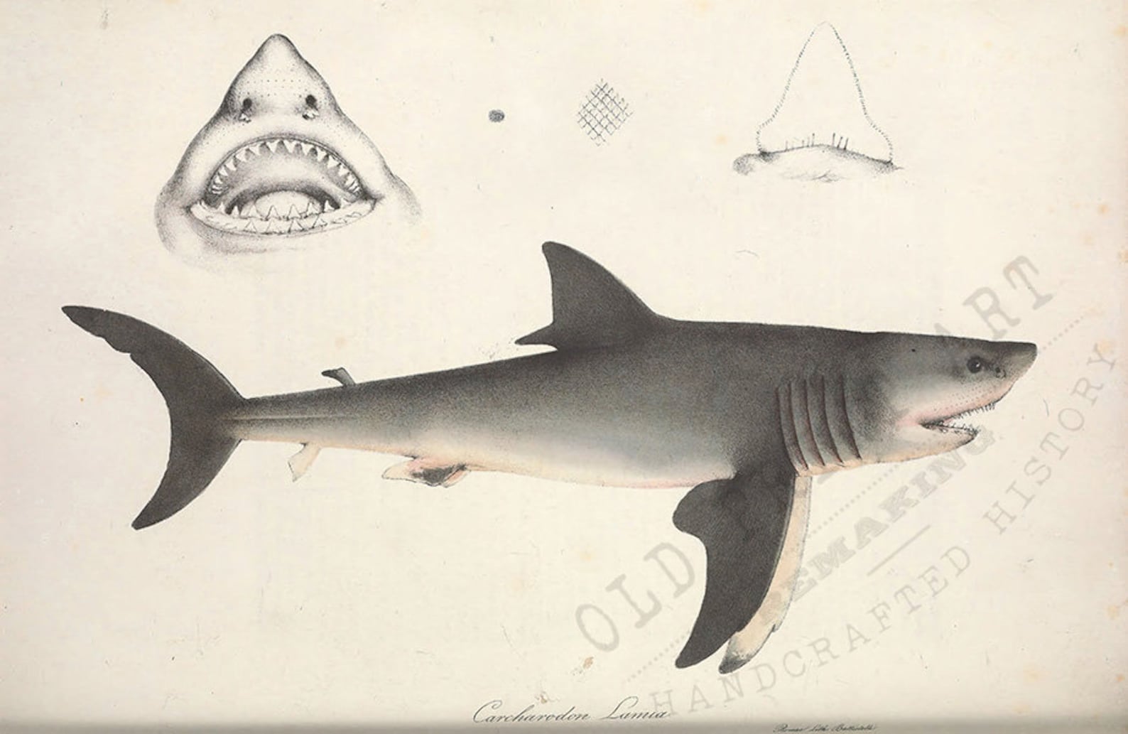 A Total of 48 Different Beautiful Drawings of Sharks From - Etsy