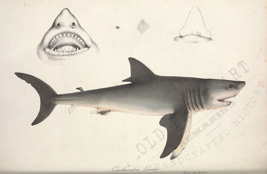 A Total of 48 Different Beautiful Drawings of Sharks From - Etsy