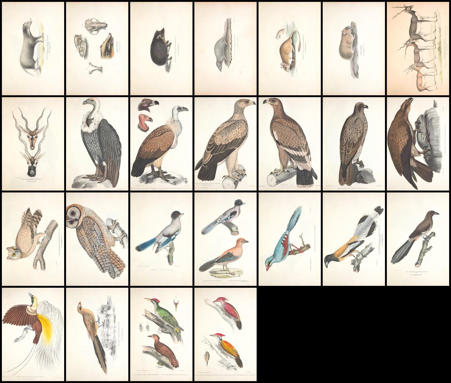 100 Beautiful Vintage Animal Drawings From Old 1835 Zoology - Etsy