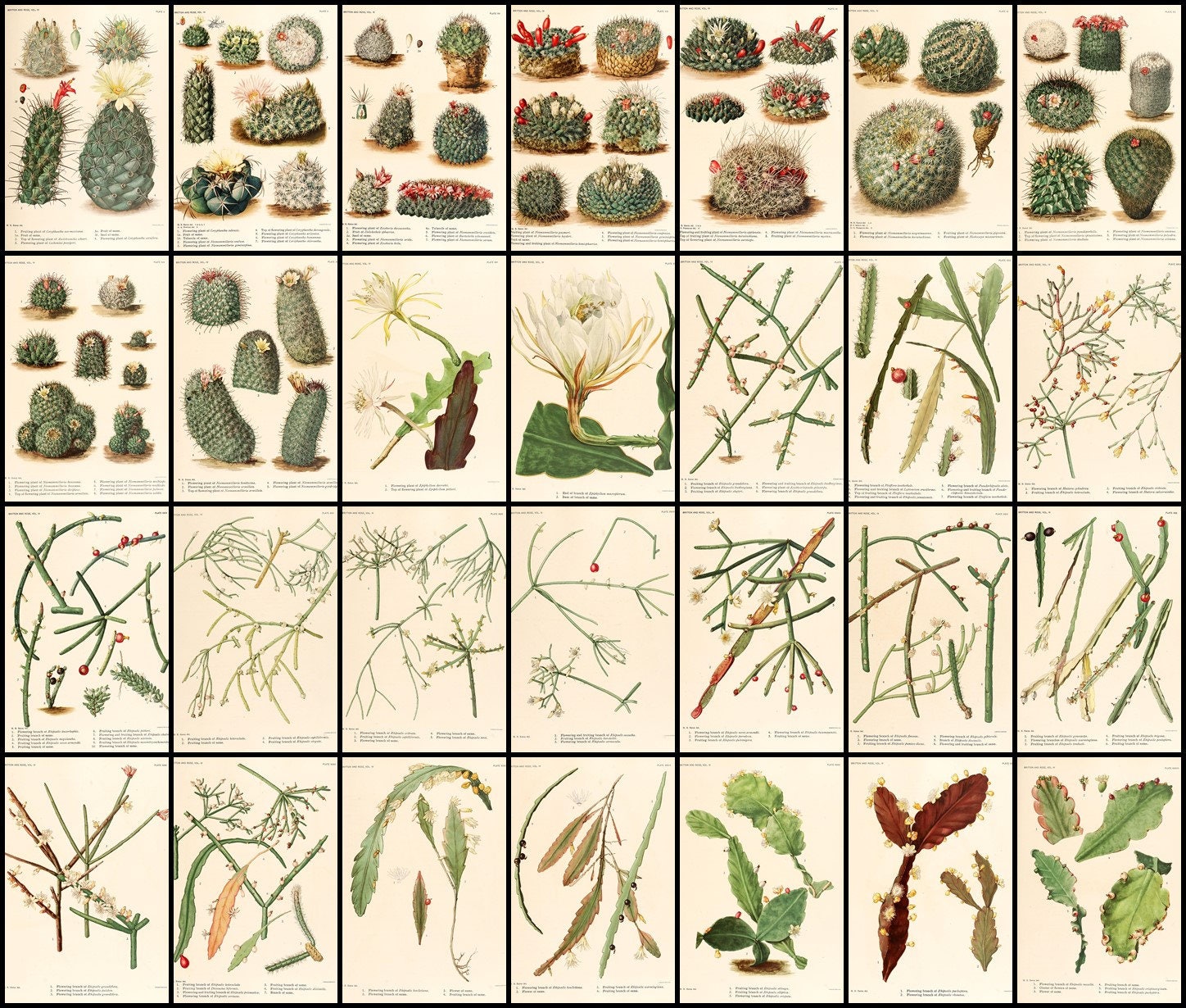 106 Old and Beautiful Vintage Cactus Drawings - the Cactaceae, Botanic ...