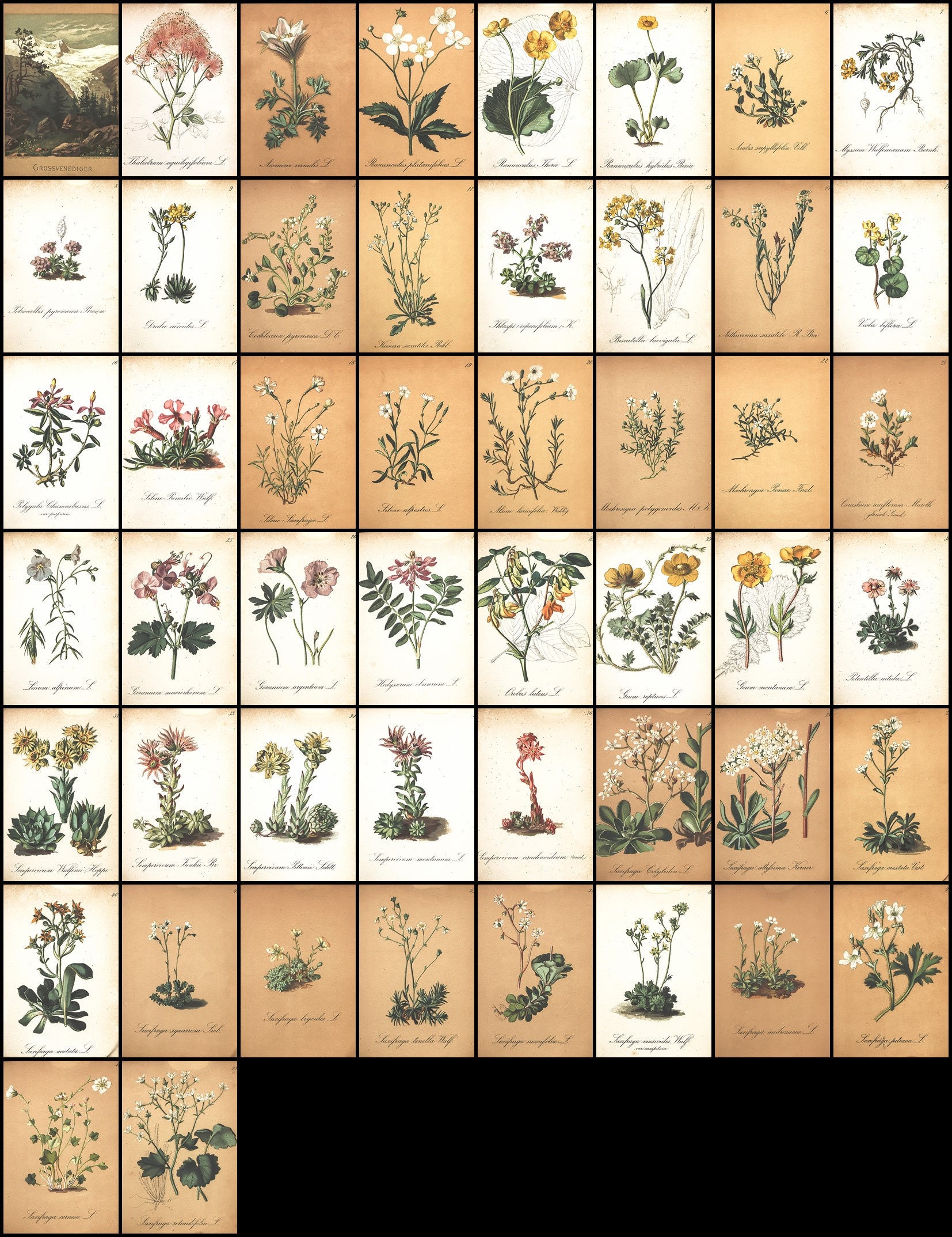 100 Beautiful Alpine Tundra Plant/flower Images - Vintage Botany Poster ...