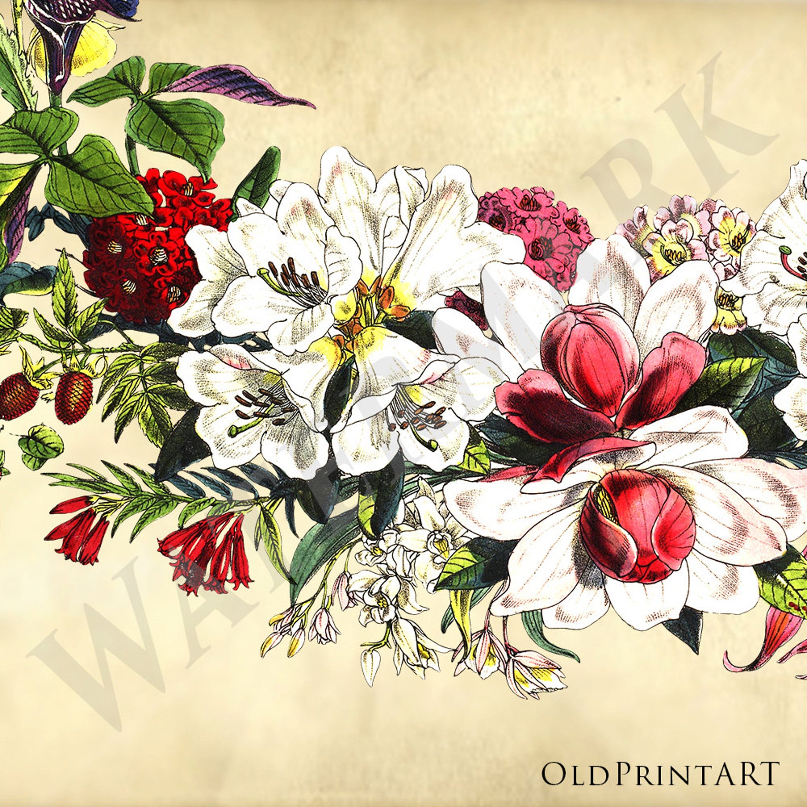 Elegant and Highly Detailed Colored Flower Frame Floral - Etsy