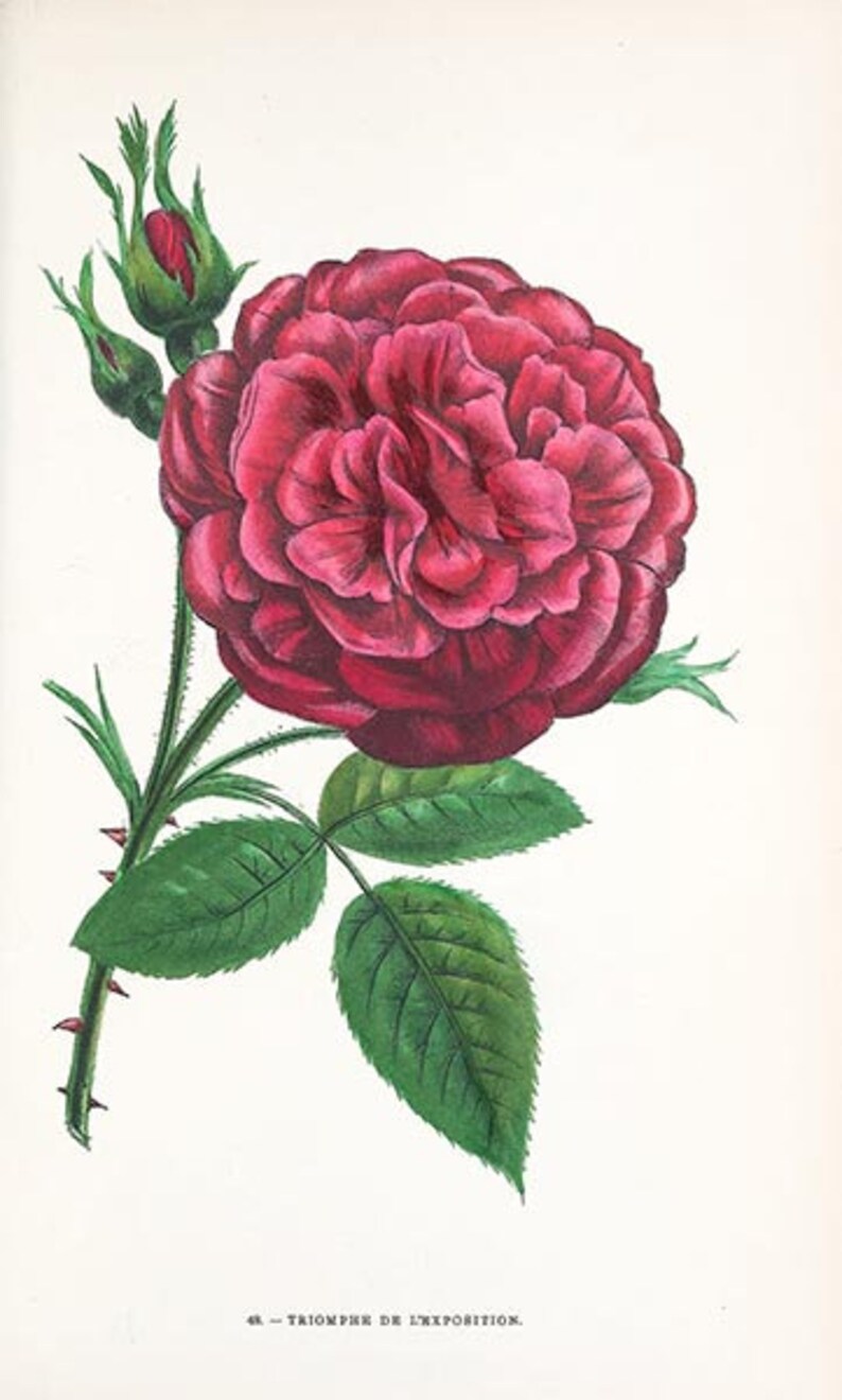 60 Stunningly Beautiful Drawings of Roses, From an Old French Book ...