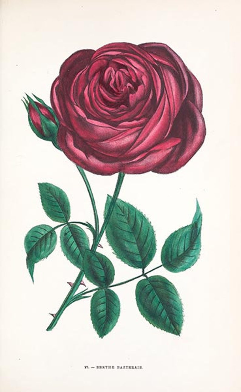 60 Stunningly Beautiful Drawings of Roses, From an Old French Book ...