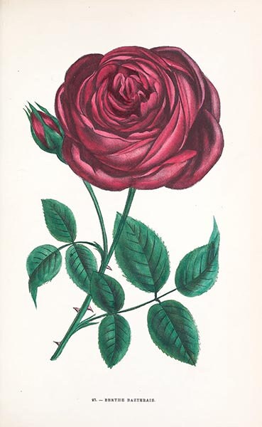 60 Stunningly Beautiful Drawings of Roses, From an Old French Book ...