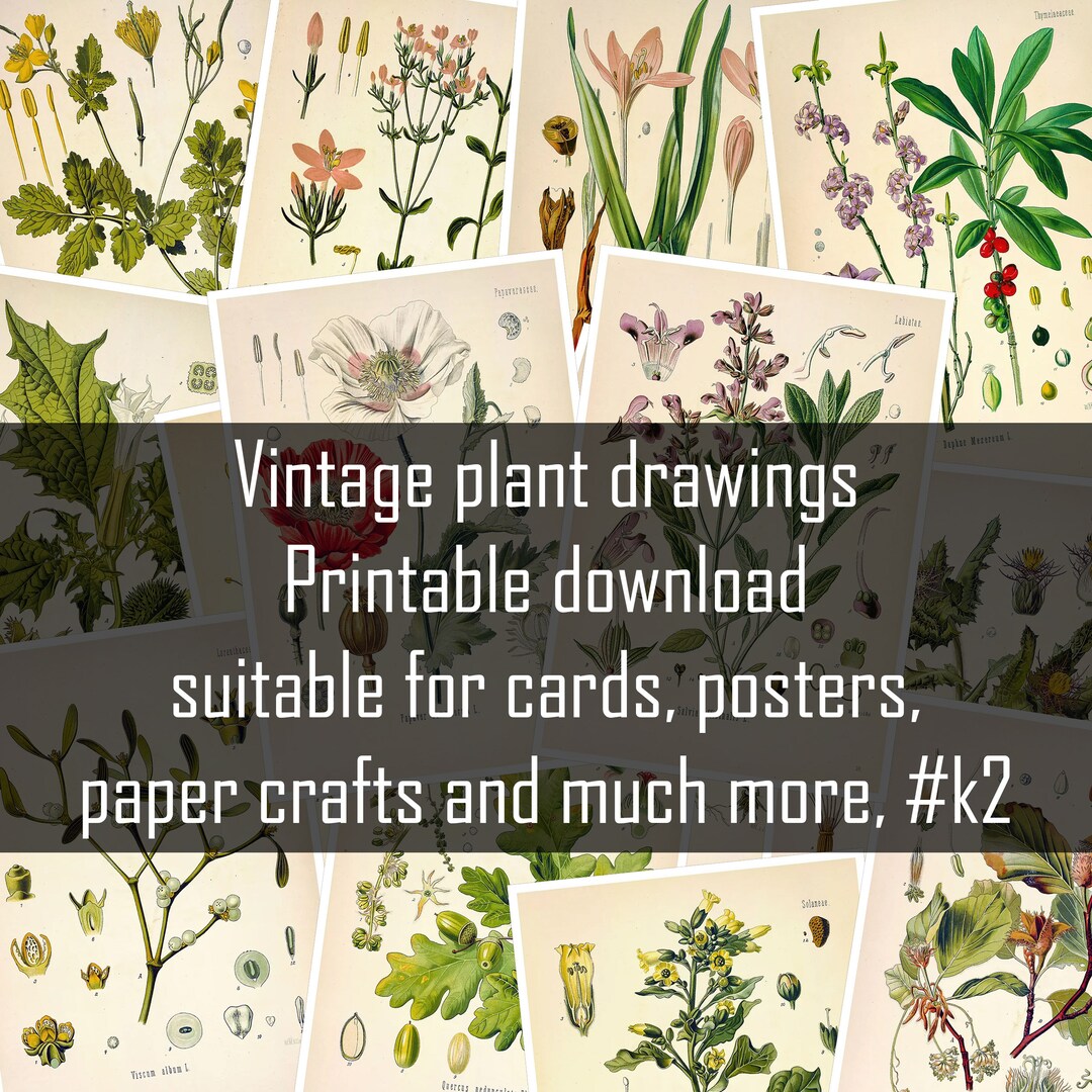 Vintage Plant Drawings - Printable Download - Suitable for Posters ...