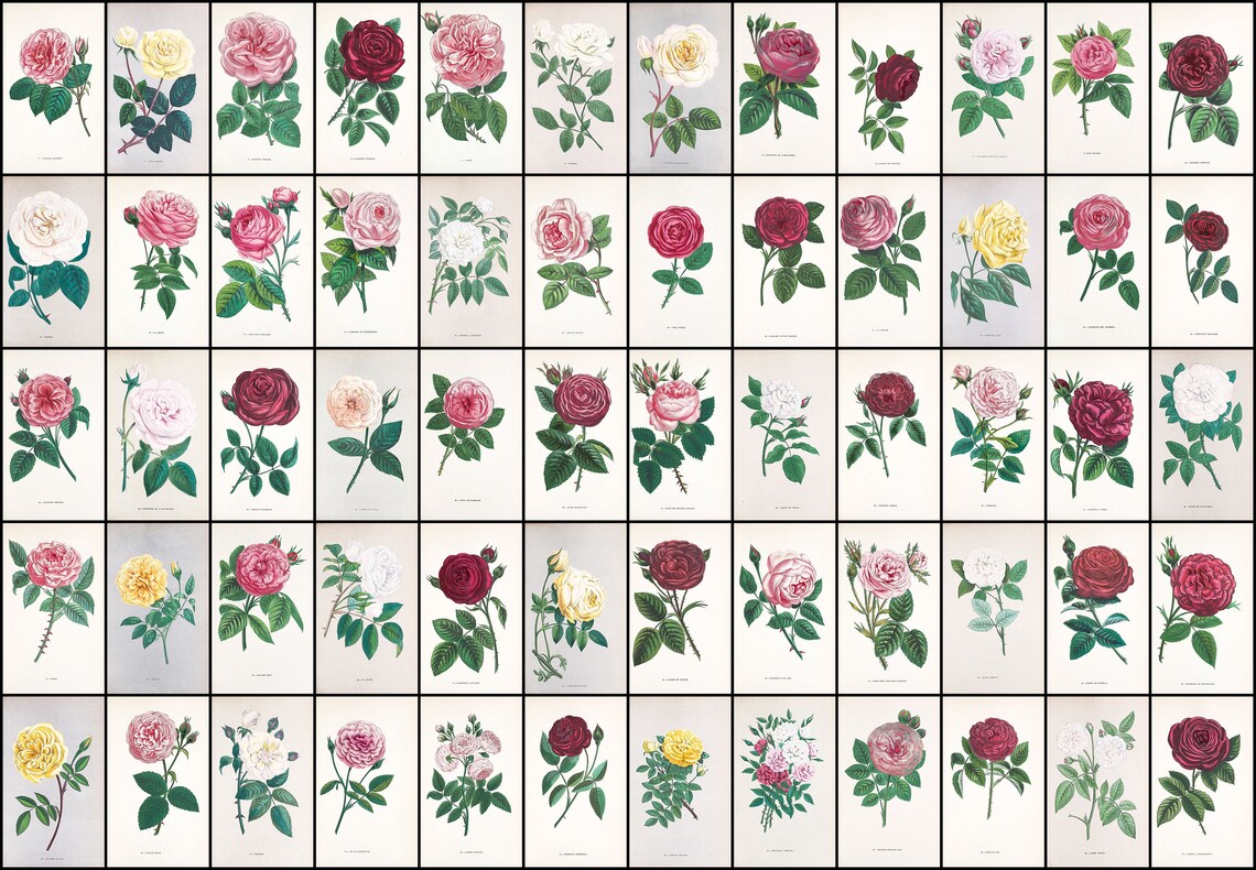 60 Stunningly Beautiful Drawings of Roses, From an Old French Book ...