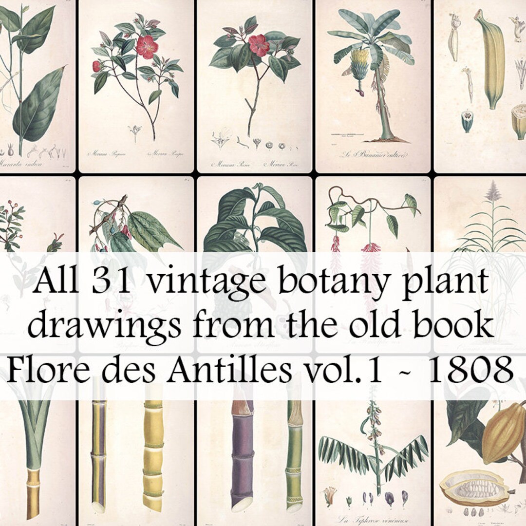The Entire Set of 31 Vintage Botany Plant Drawings From the Flore Des ...