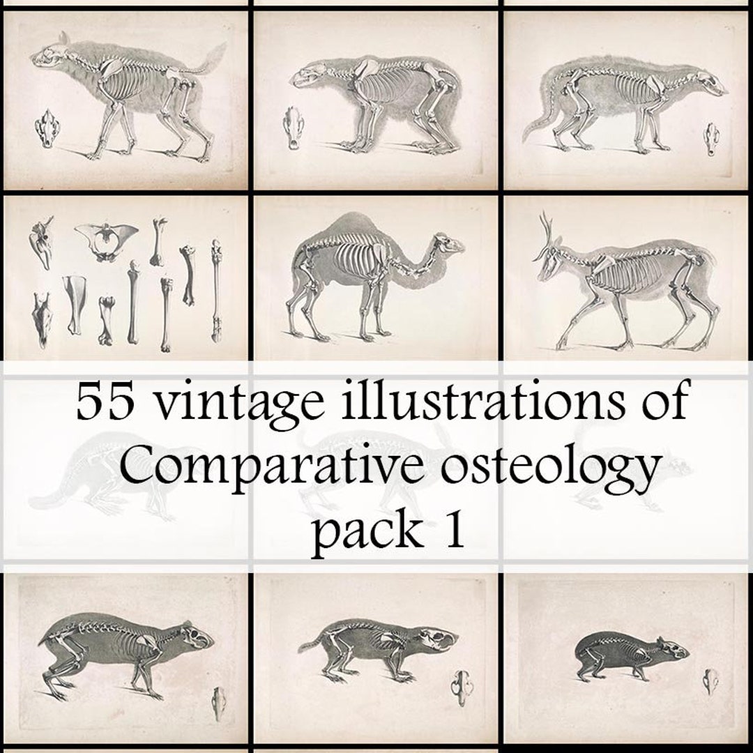 55 Vintage Illustrations of Comparative Osteology, Animal Skulls and ...