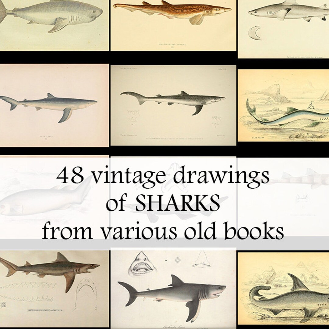 A Total of 48 Different Beautiful Drawings of Sharks From Various Old ...