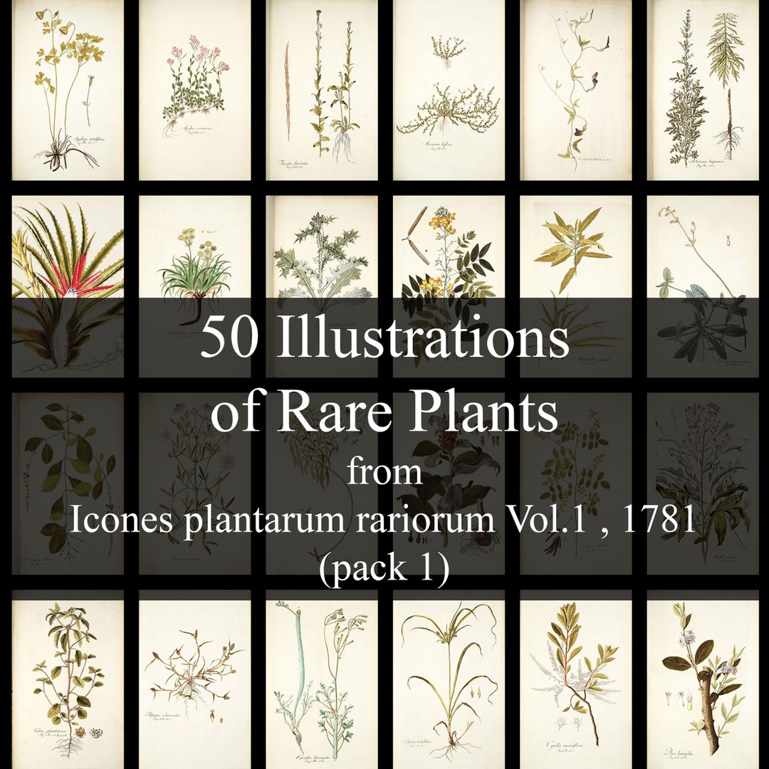 50 Illustrations of Rare Plants From Icones Plantarum Rariorum Vol. 1 ...