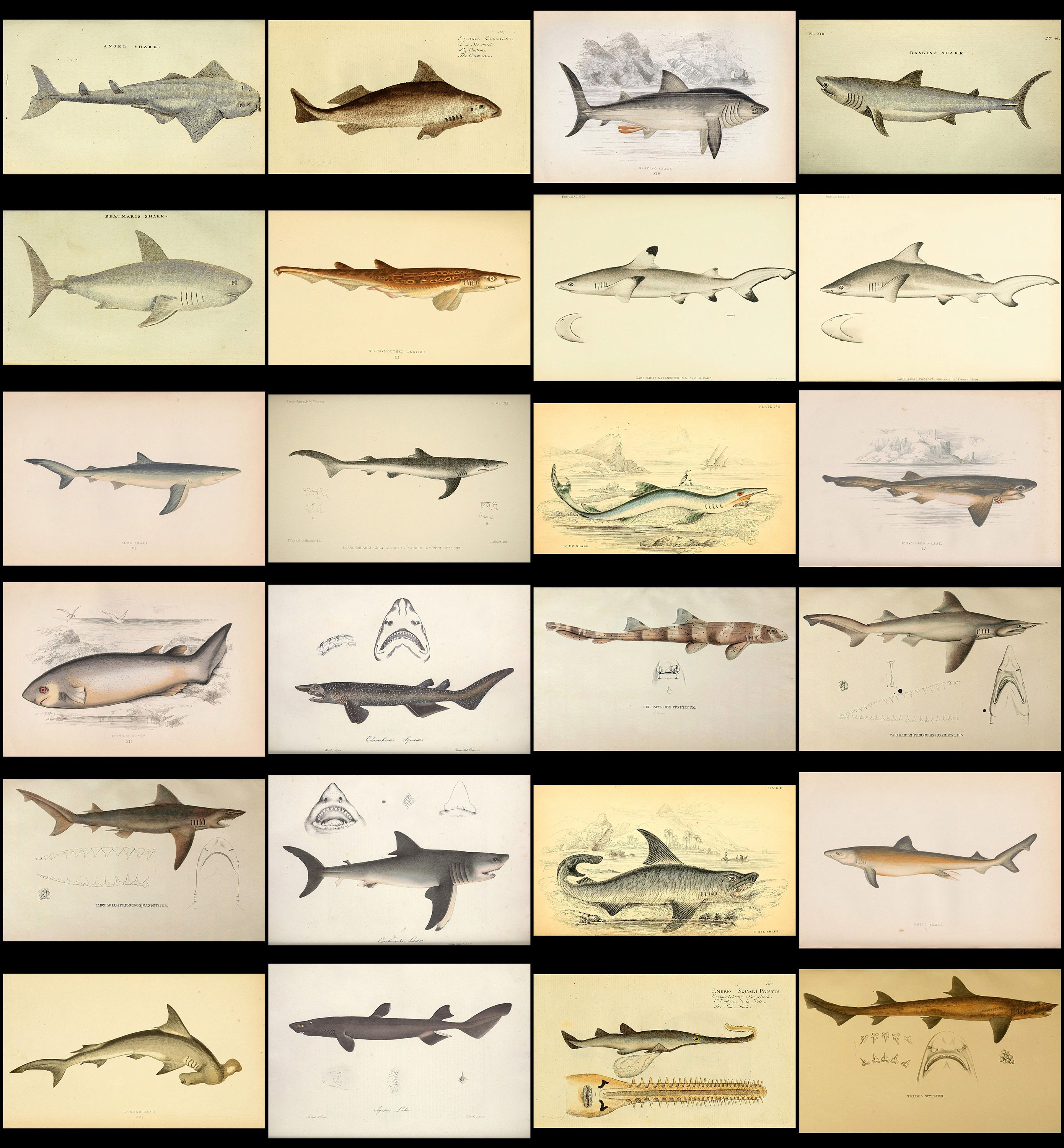 A Total of 48 Different Beautiful Drawings of Sharks From - Etsy