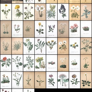 100 Fantastic Alpine Flora Botany Images - Vintage Botanical Poster ...