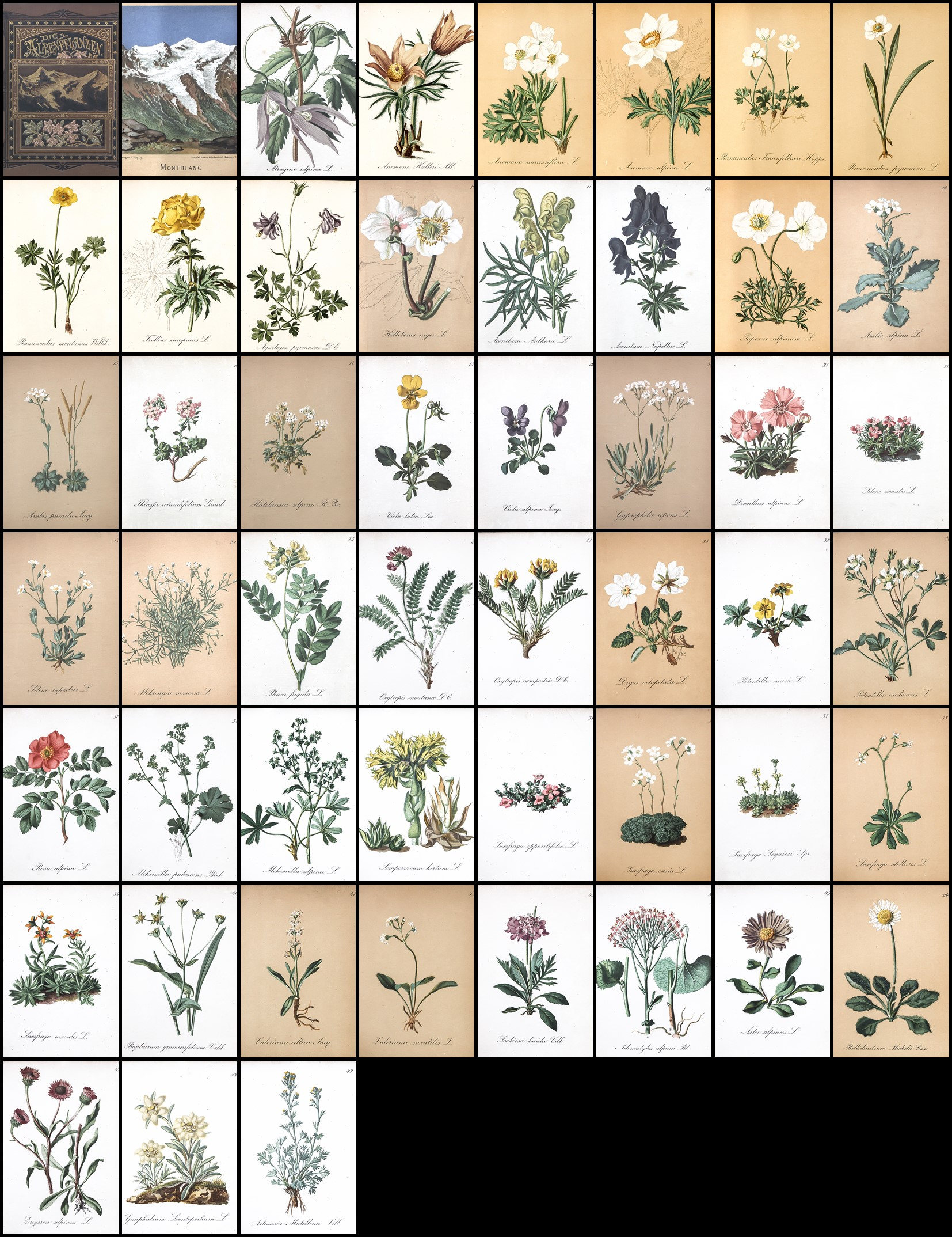 100 Fantastic Alpine Flora Botany Images Vintage Botanical - Etsy