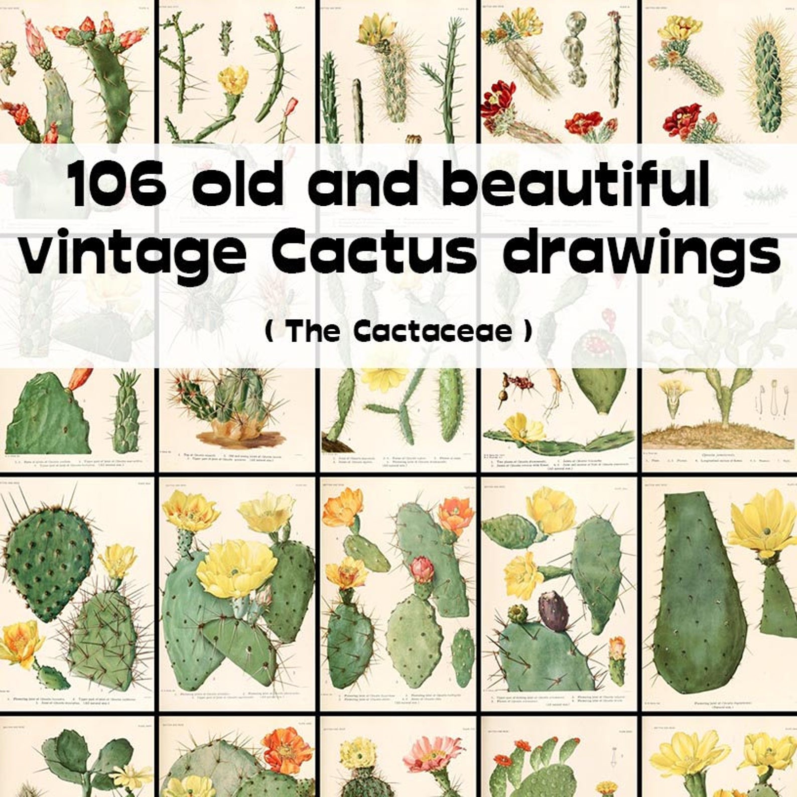 106 Old and Beautiful Vintage Cactus Drawings - the Cactaceae, Botanic ...
