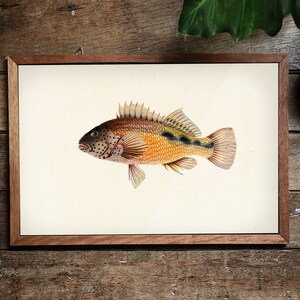 30 Remarkable Drawings of Fish From Ceylon Vintage Maritime - Etsy