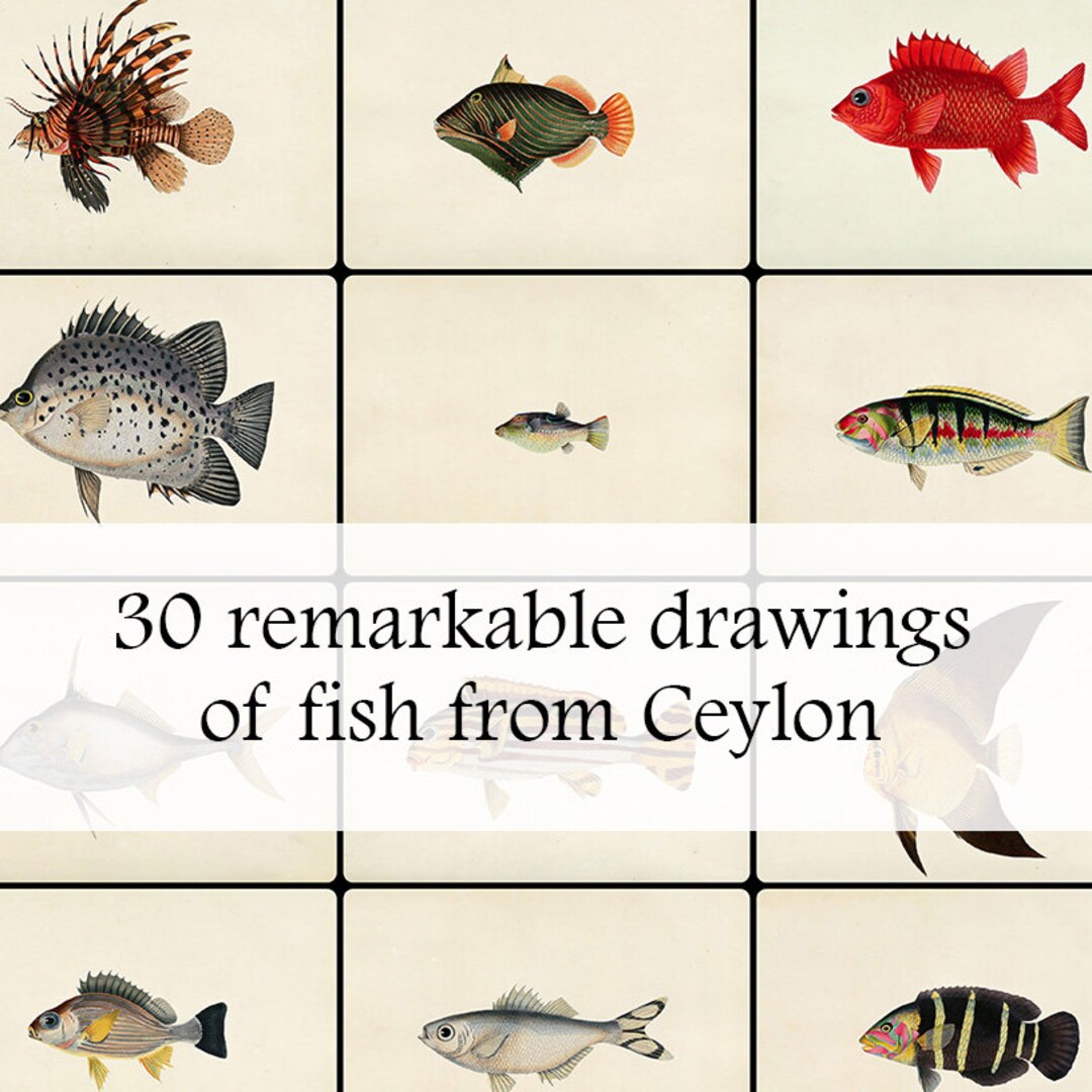30 Remarkable Drawings of Fish From Ceylon - Vintage Maritime Fish ...