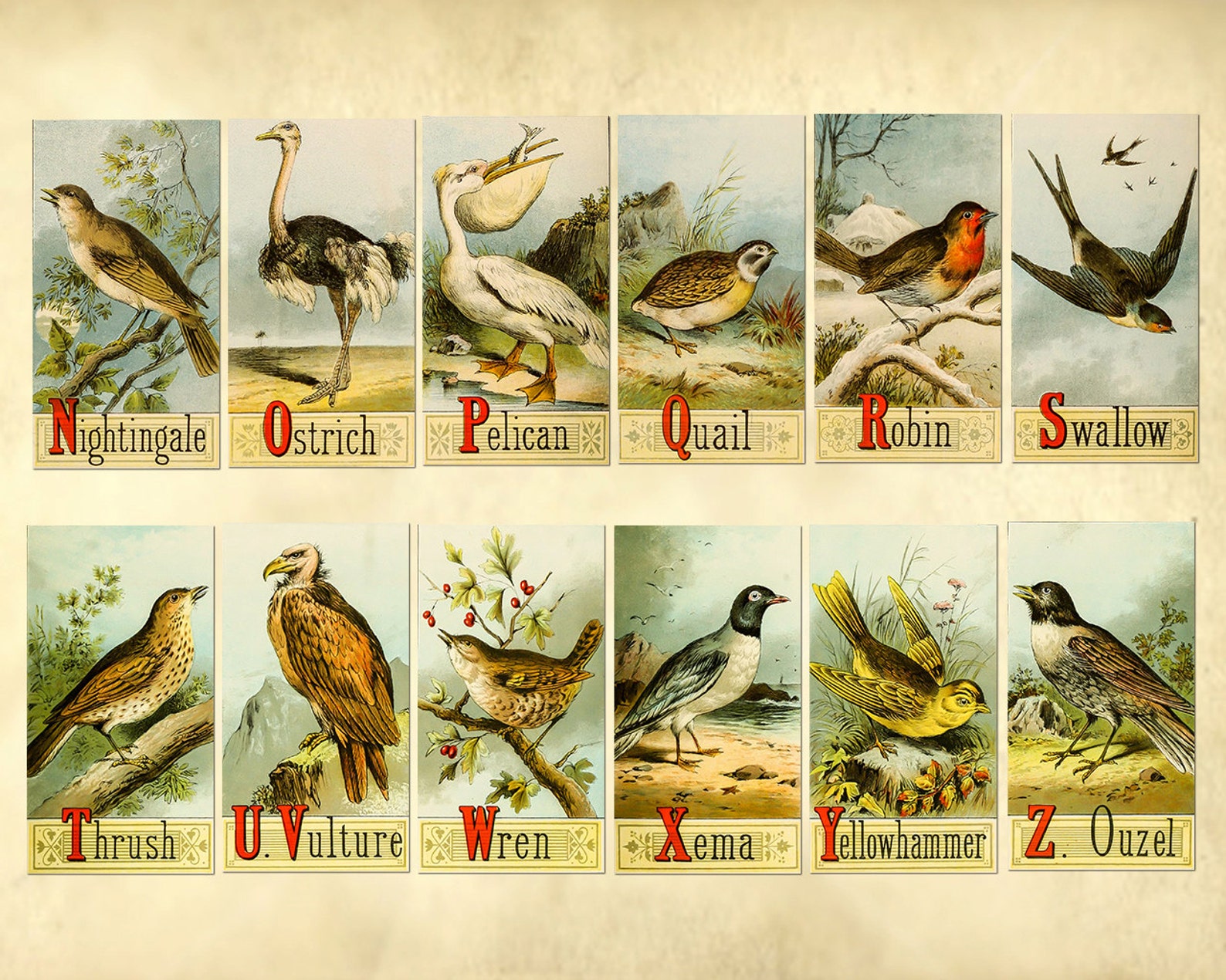 Old Vintage Picture Alphabet of Birds - ABC Cards - School ABC Cards ...