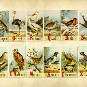 Old Vintage Picture Alphabet of Birds - ABC Cards - School ABC Cards ...