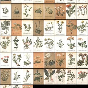 100 Stunning Alpine Botany Illustrations, Vintage Tundra Plant/flower ...