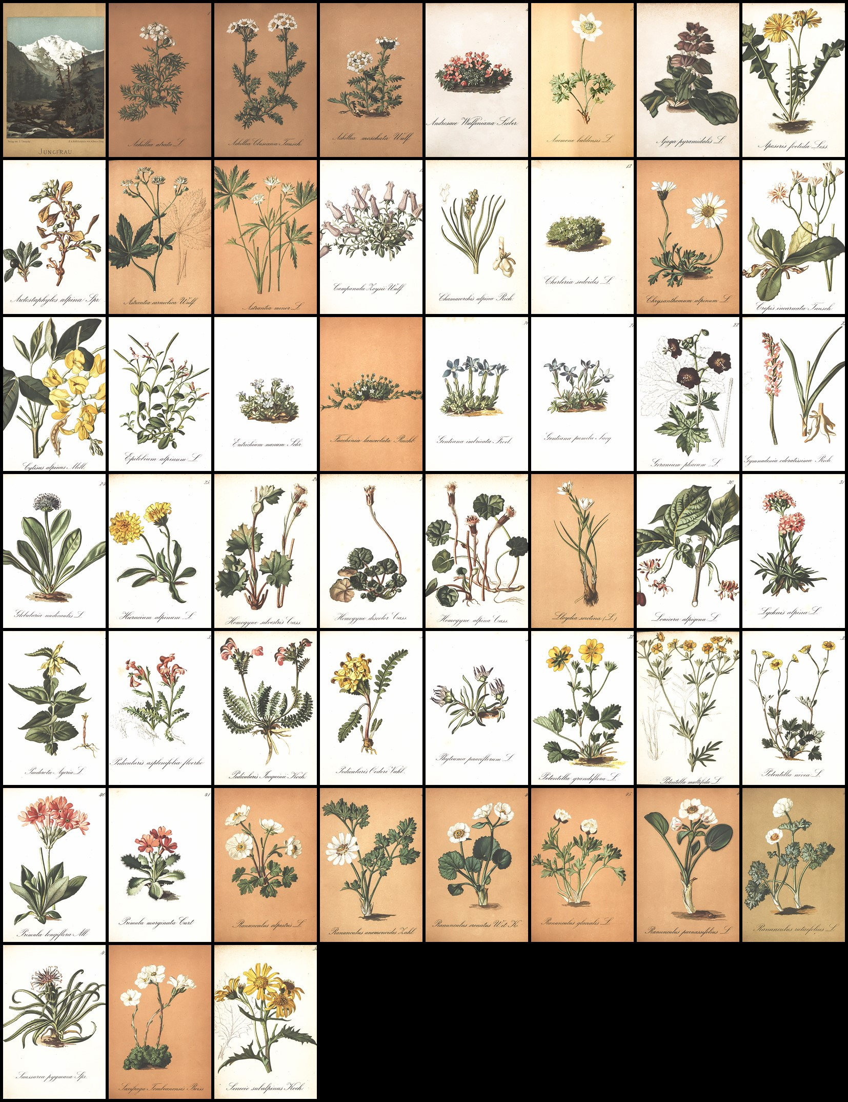 Collection of a 100 Alpine Tundra Plant/flower Images - Vintage Foral ...
