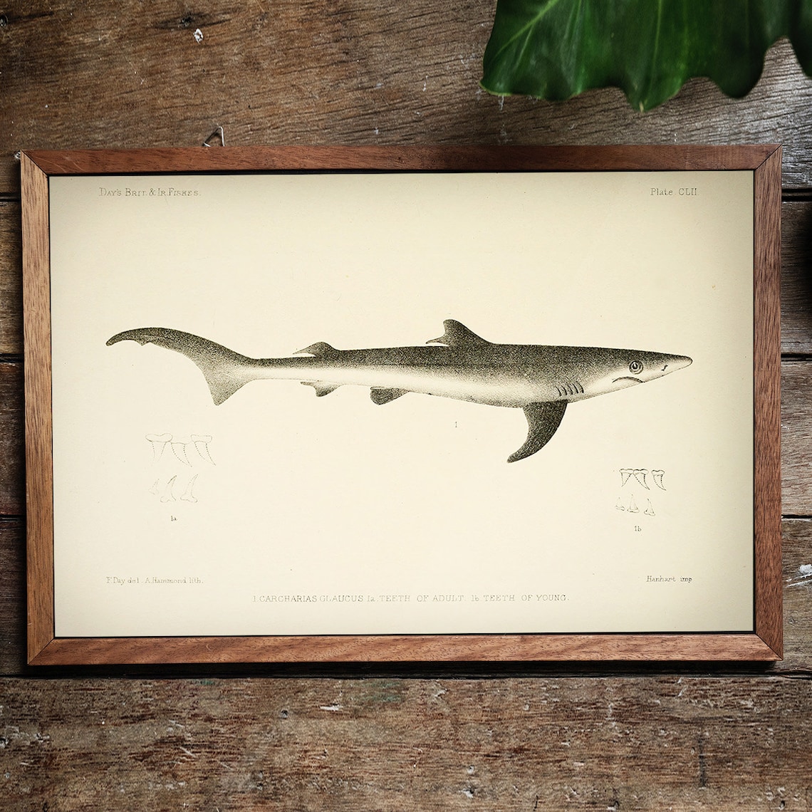 A Total of 48 Different Beautiful Drawings of Sharks From - Etsy