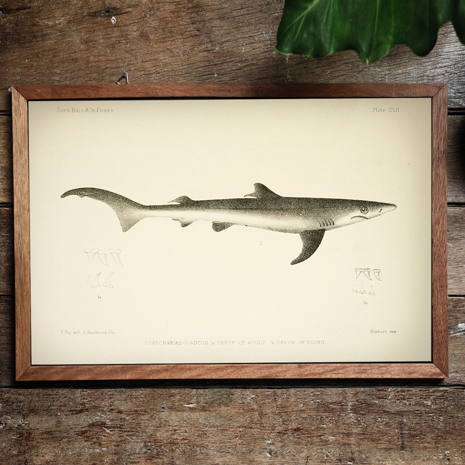 A Total of 48 Different Beautiful Drawings of Sharks From - Etsy