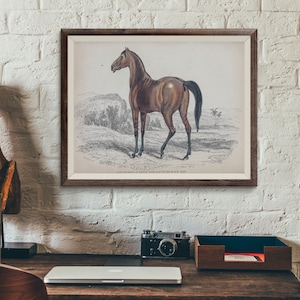 29 Large Antique Vintage Drawings of Horses From 1841- Equus - Equidae ...