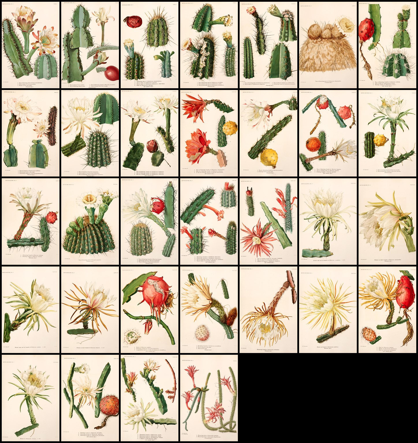 106 Old and Beautiful Vintage Cactus Drawings - the Cactaceae, Botanic ...