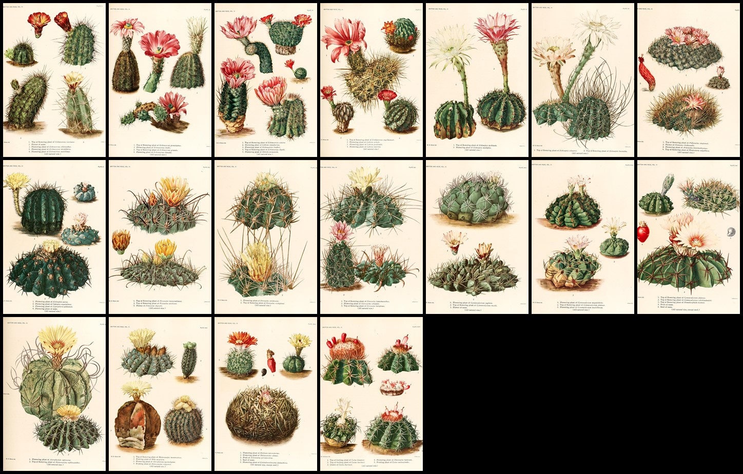 106 Old and Beautiful Vintage Cactus Drawings - the Cactaceae, Botanic ...