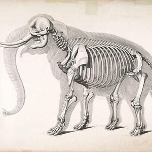55 Vintage Illustrations of Comparative Osteology, Animal Skulls and ...