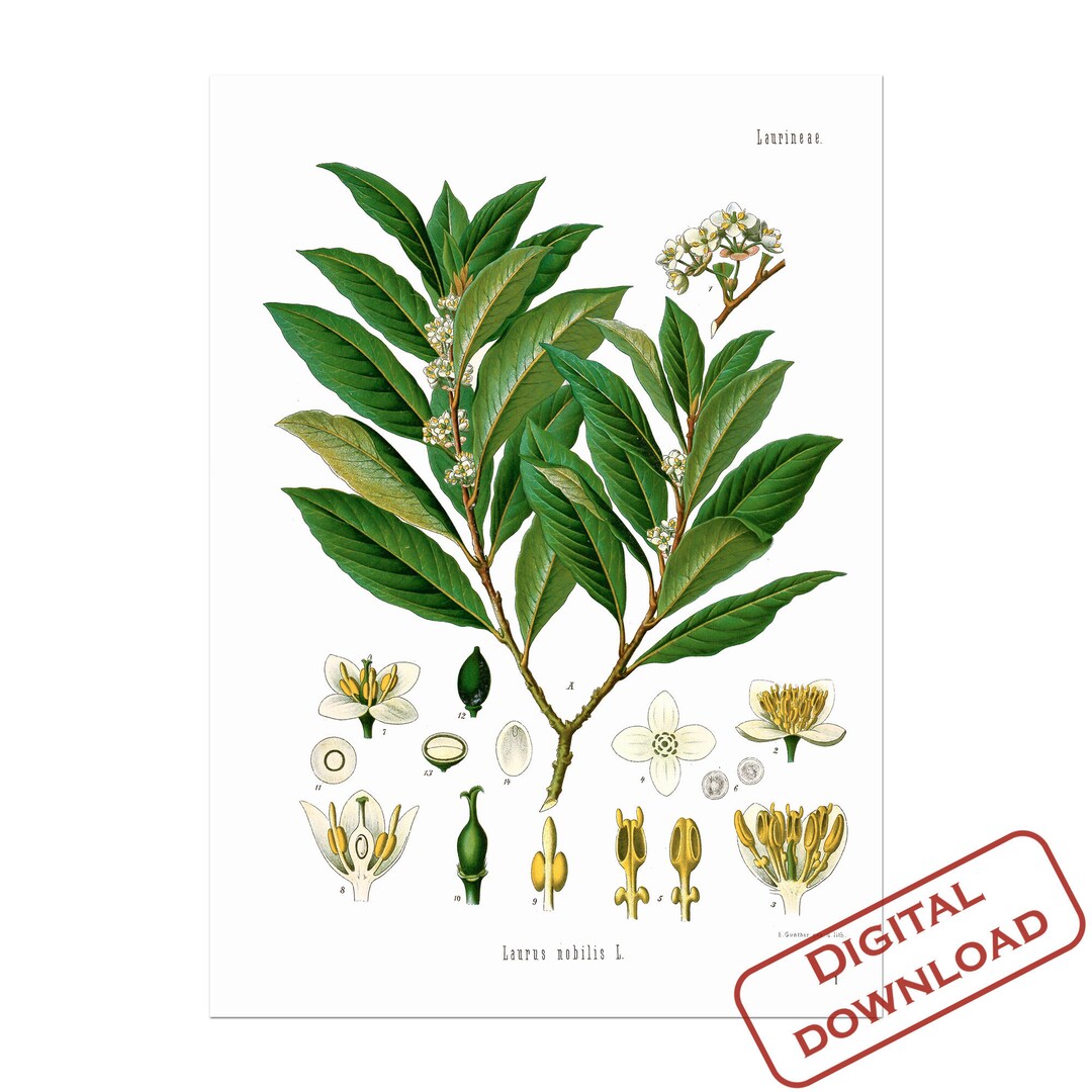 Laurel Vintage Image of Laurus Nobilis From an Old Book - Etsy