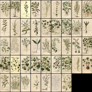 103 Various Old Herbal Plant Illustrations From Old 1543 Book About ...