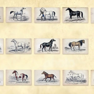 29 Large Antique Vintage Drawings of Horses From 1841- Equus - Equidae ...